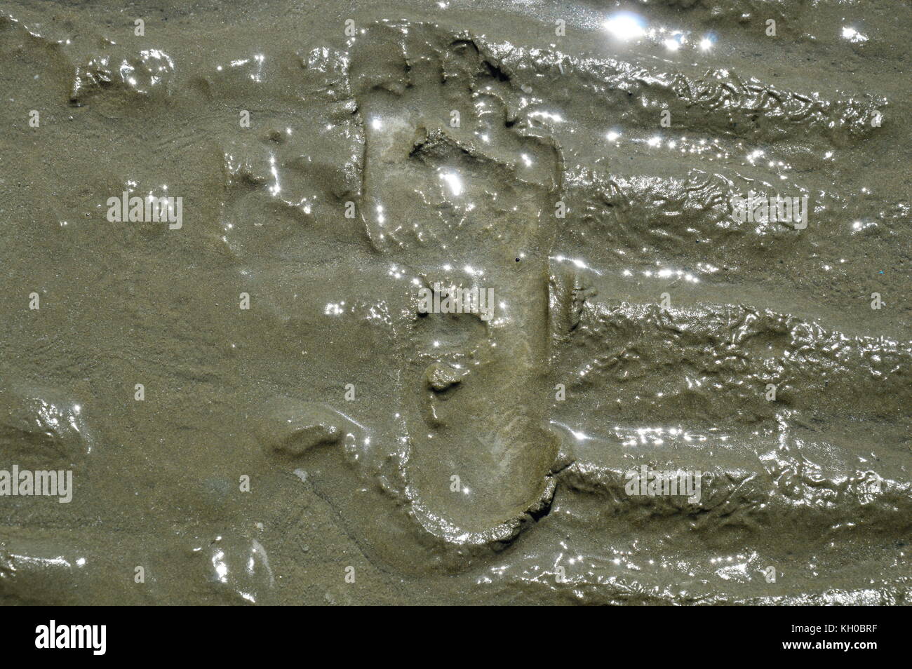 foot step on the mud at beach Stock Photo - Alamy