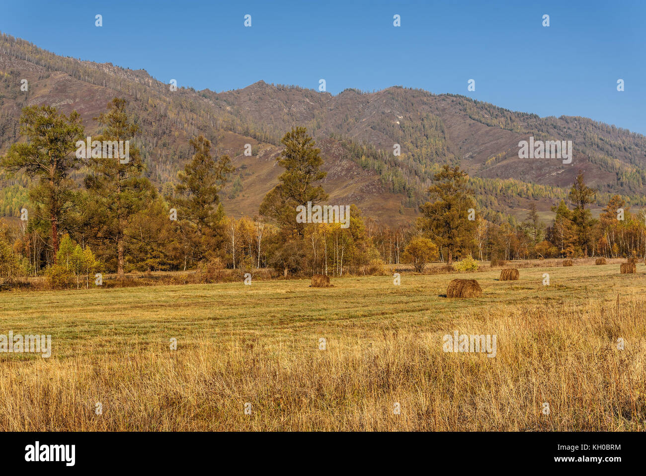 Beautiful autumn golden landscape with haystacks on the field and trees ...