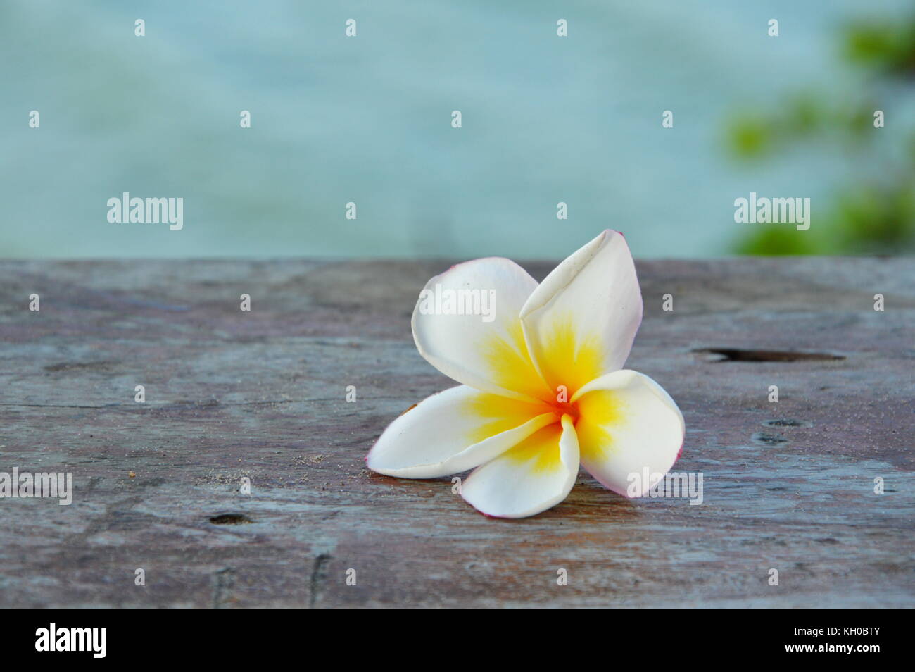 Plumeria temple tree white flower hi-res stock photography and images ...
