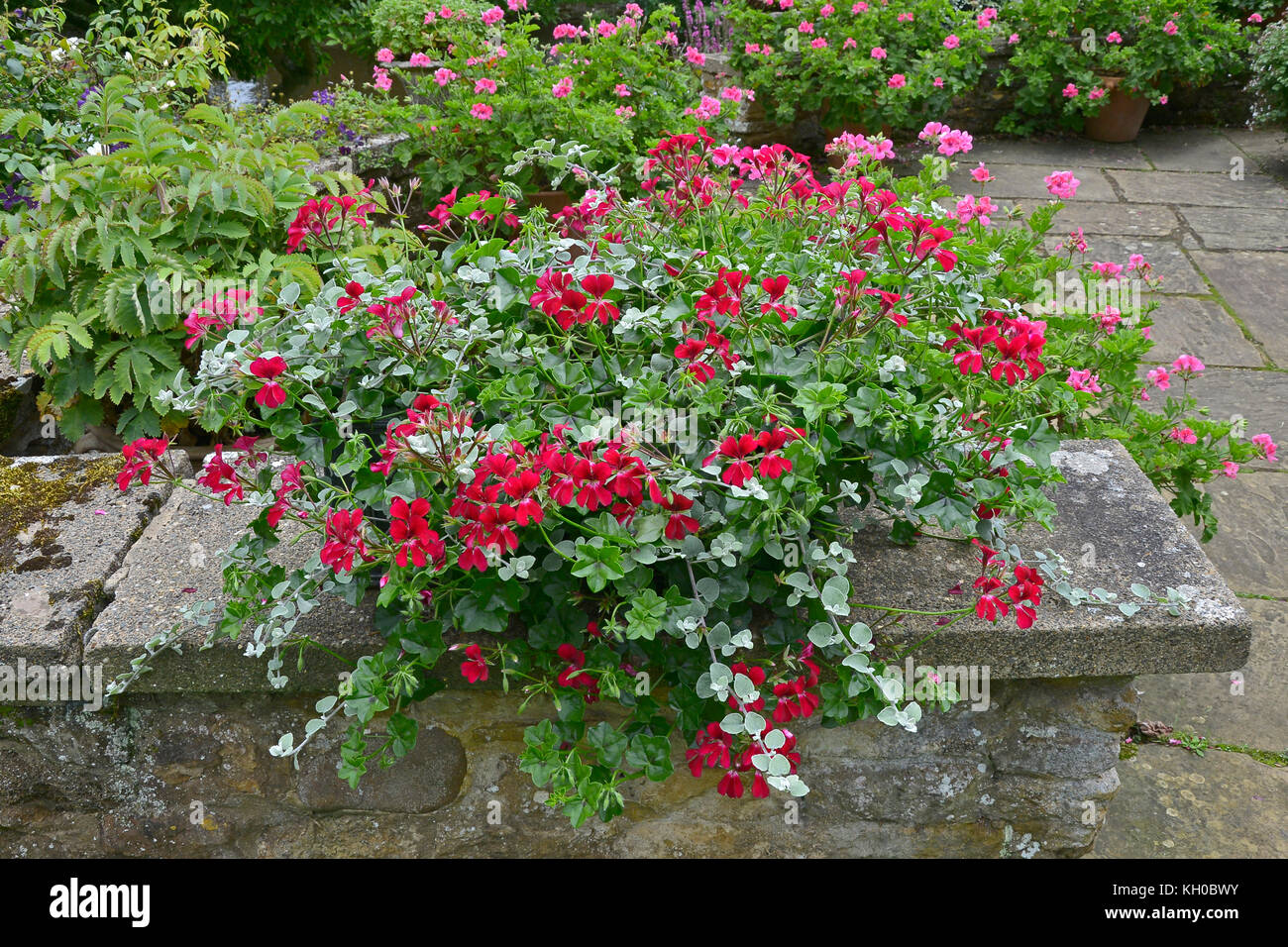 Pelargonium simon hornby hi-res stock photography and images - Alamy
