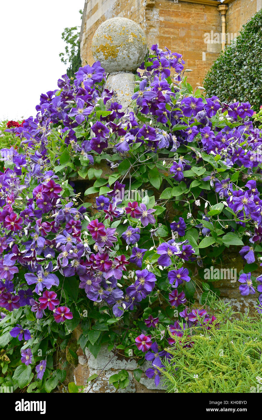 Jackmanii Clematis High Resolution Stock Photography and Images - Alamy