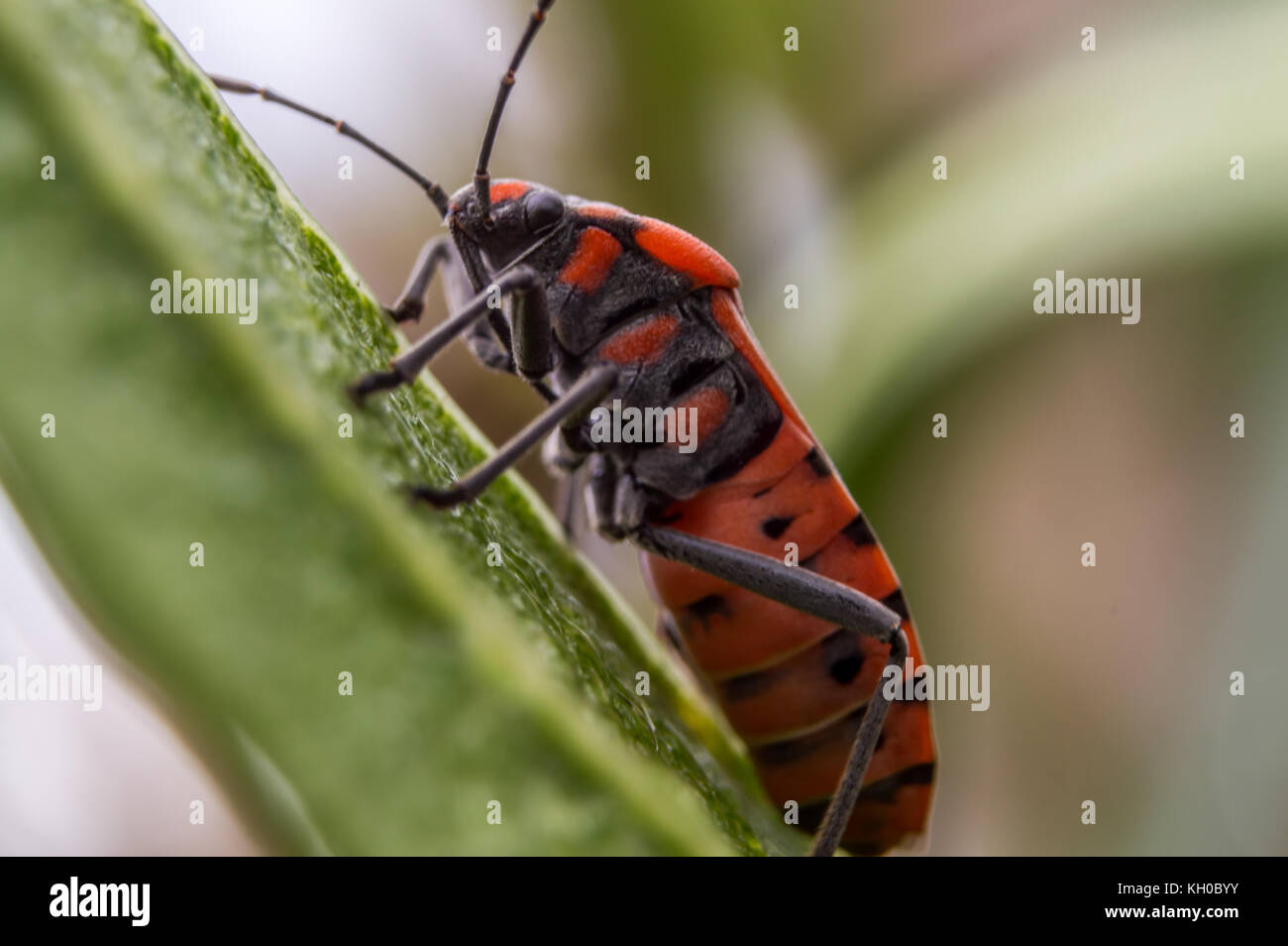Male with green caterpillar hi-res stock photography and images - Alamy