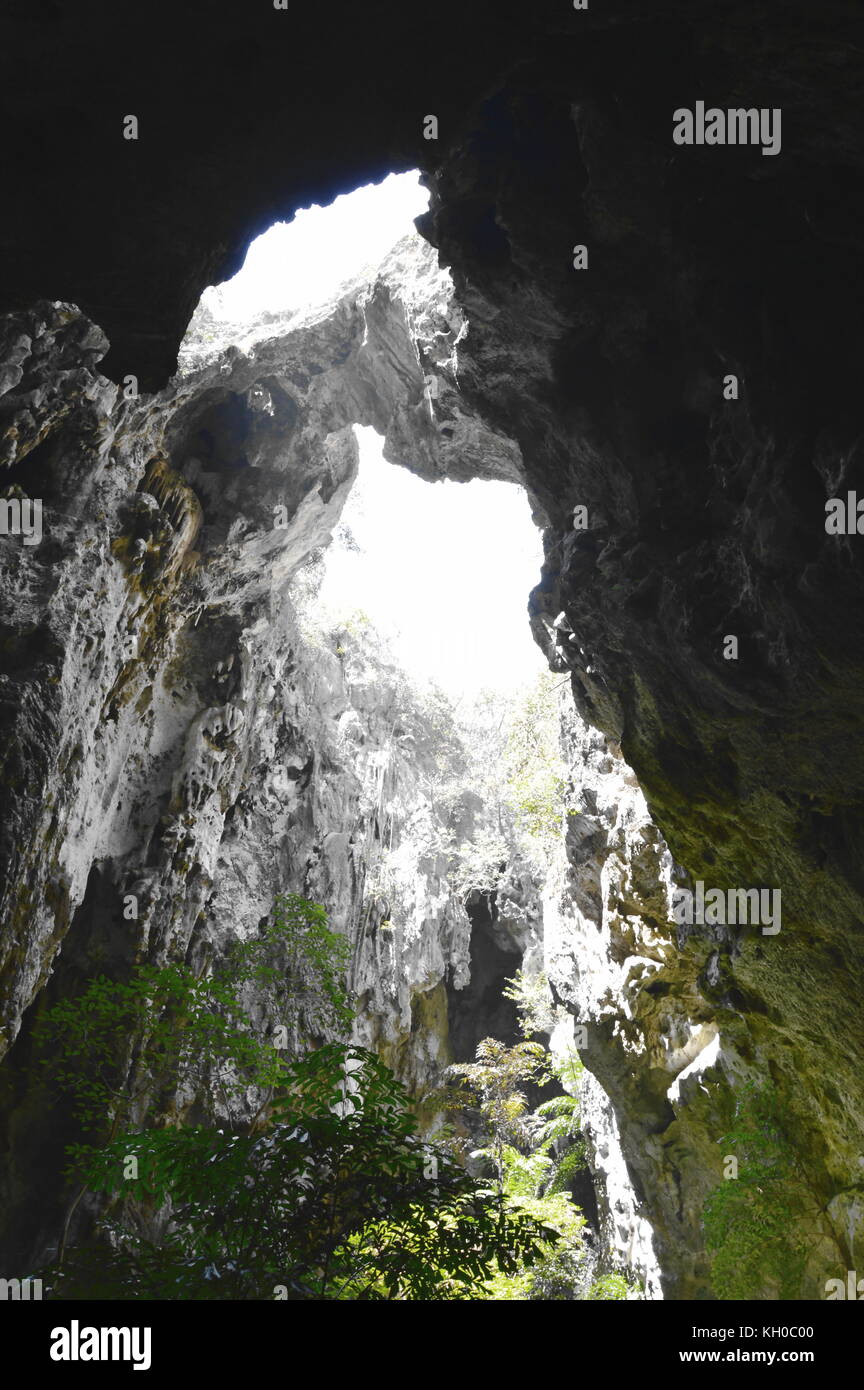 plant and tree growth underground in cave Stock Photo - Alamy