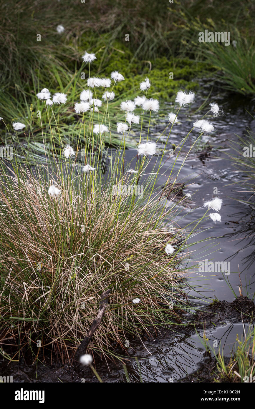 Bog cotton scotland hi-res stock photography and images - Alamy
