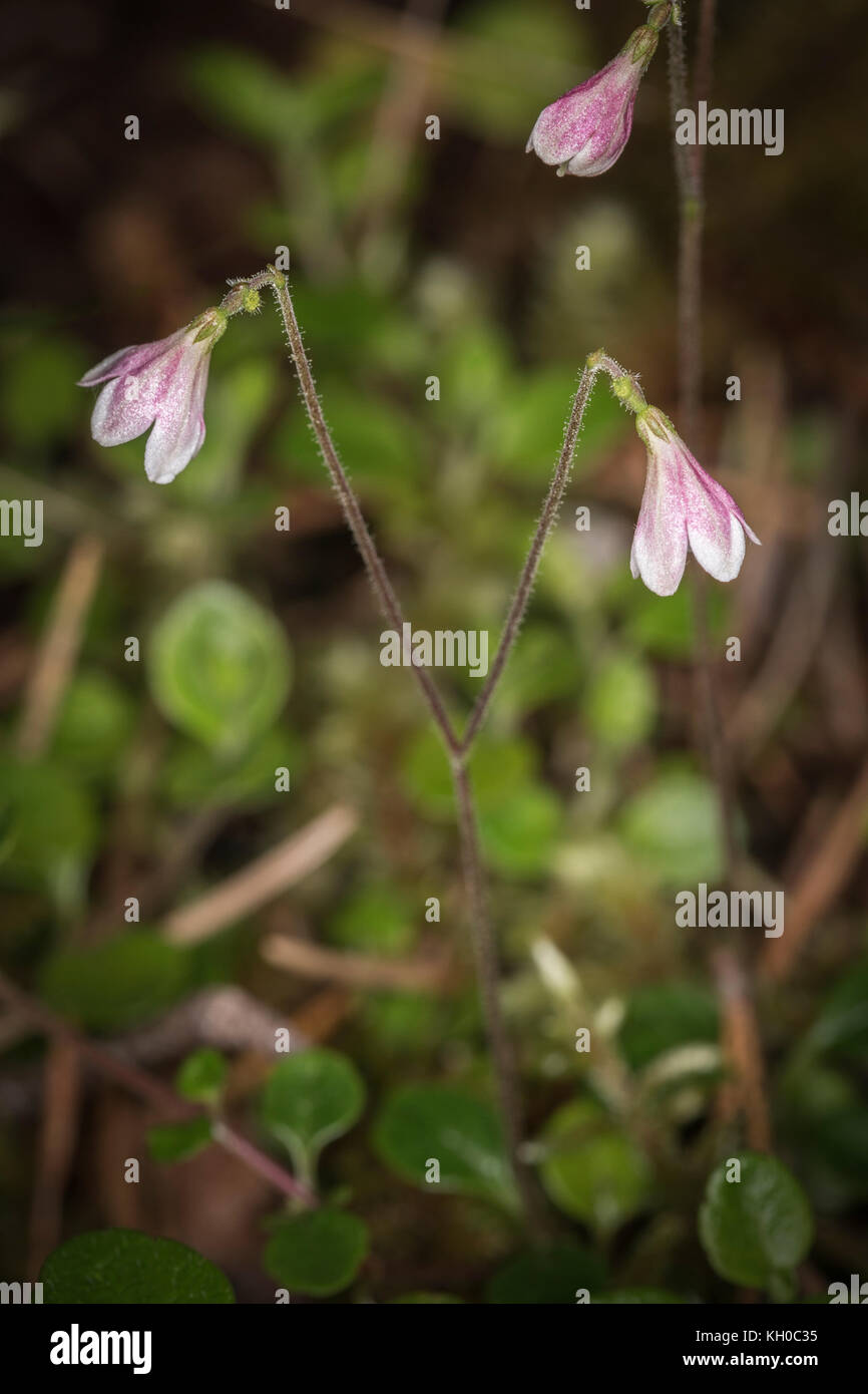 Twinflower or Linnaea borealis in Caledonian Forest in the Highlands of ...