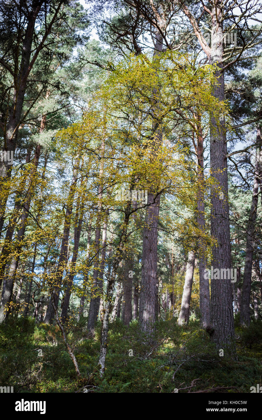 Abernethy Forest in the Cairngorms National Park of Scotland Stock ...