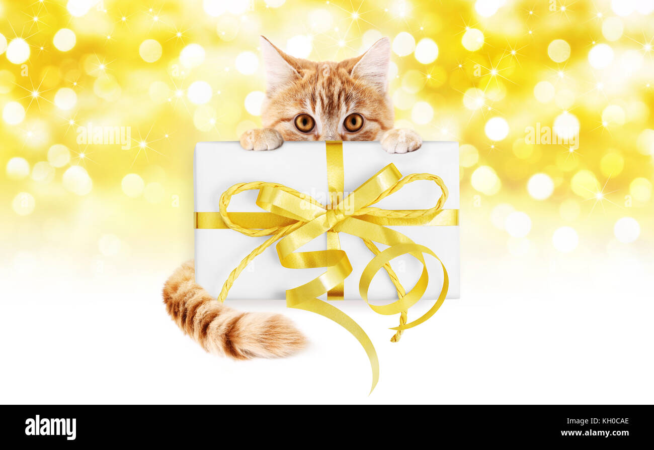 ginger cat and box gift present with golden ribbon bow Isolated on ...