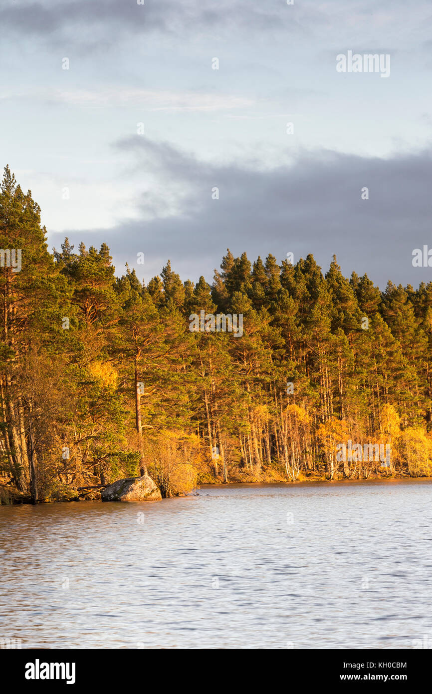 Loch Garten in the Cairngorms National Park of Scotland Stock Photo - Alamy