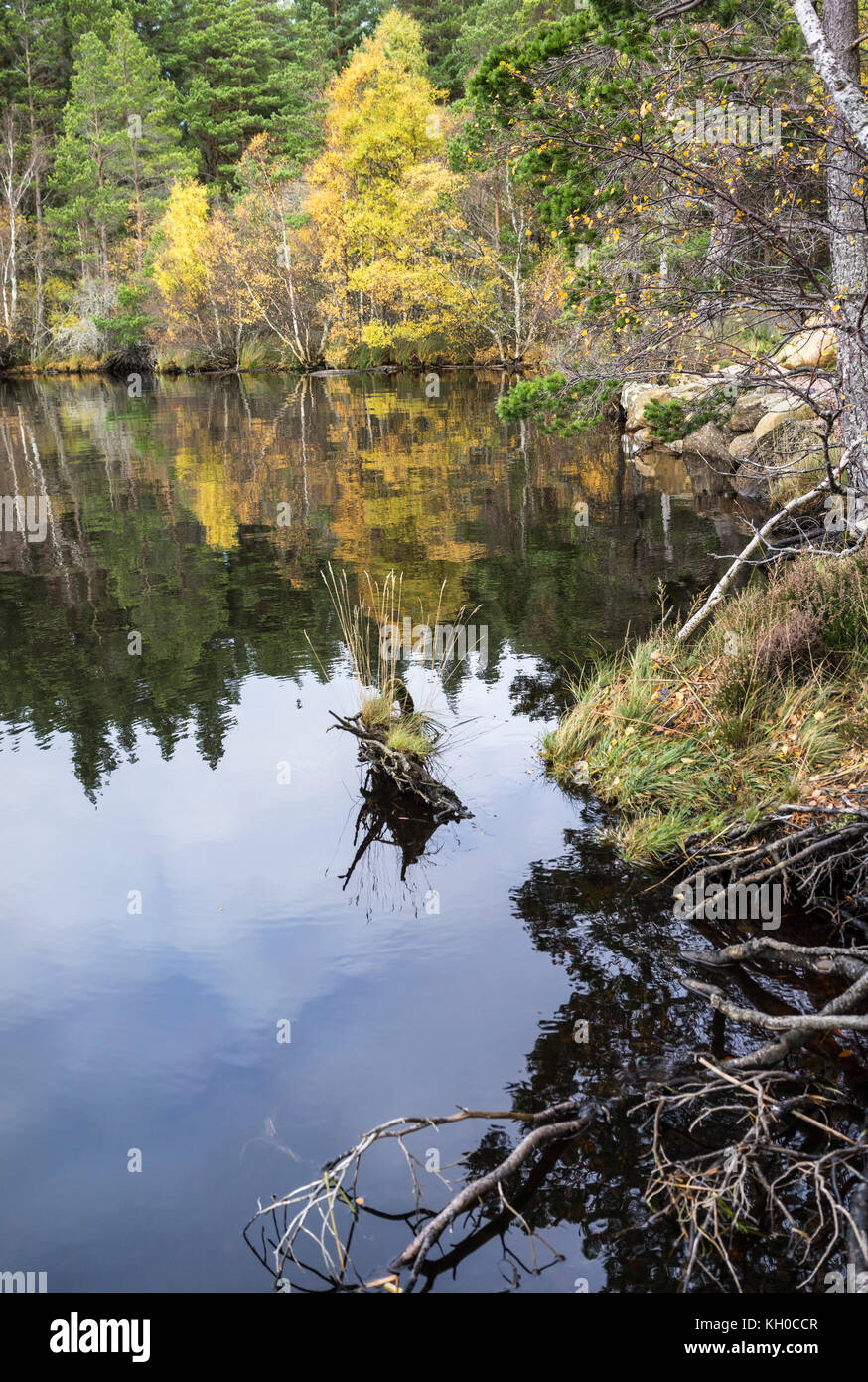 Autumn Trees by Loch Garten in the Cairngorms National Park of Scotland ...