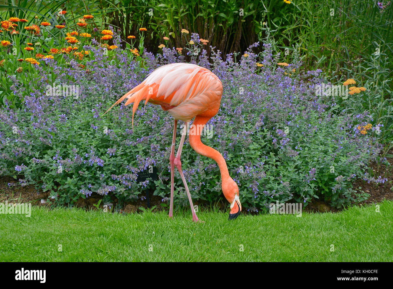 A colourful Flamingo grazing before a flower border in an Country ...