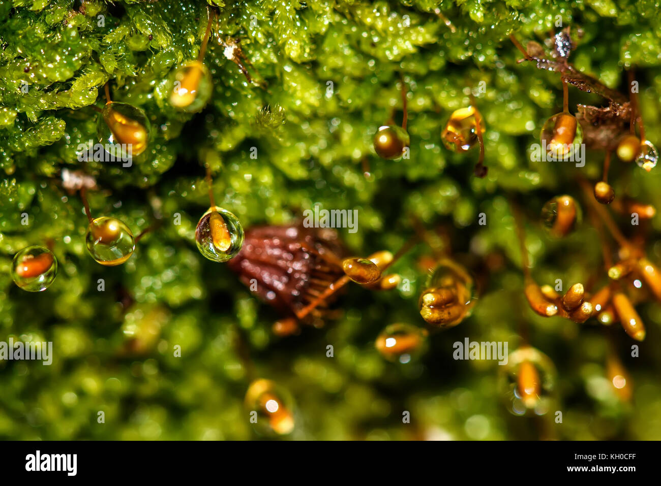 Colorful abstract natural background of wet green moss sphagnum and ...
