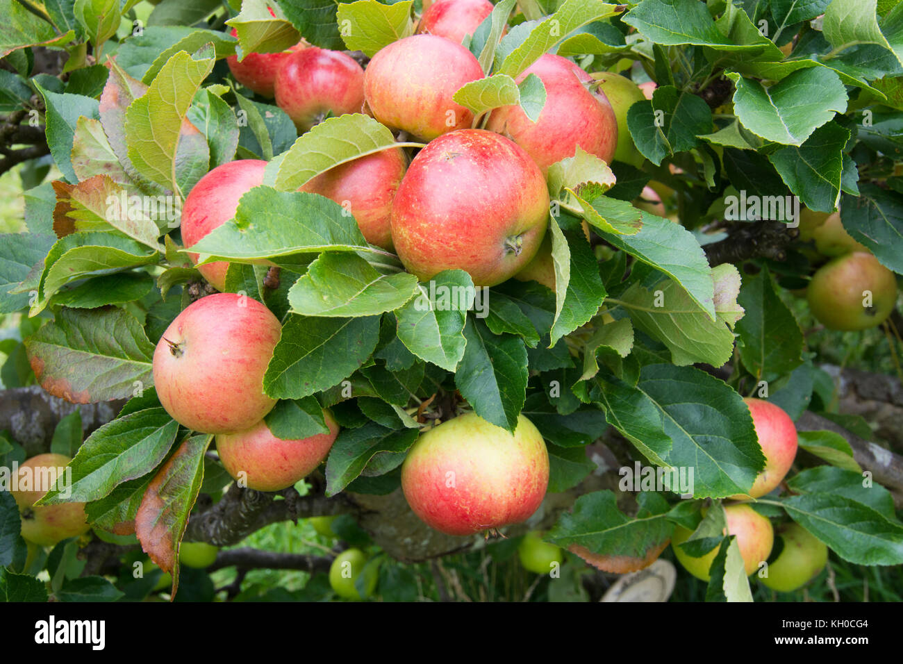 Family tree rare variety eating apples Stock Photo - Alamy