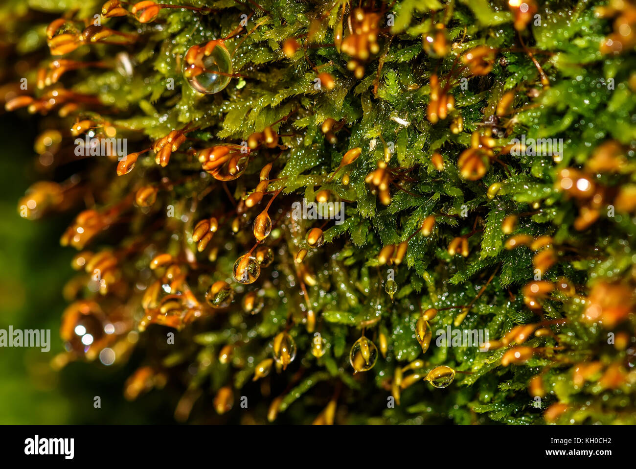 Colorful abstract natural background of wet green moss sphagnum and ...