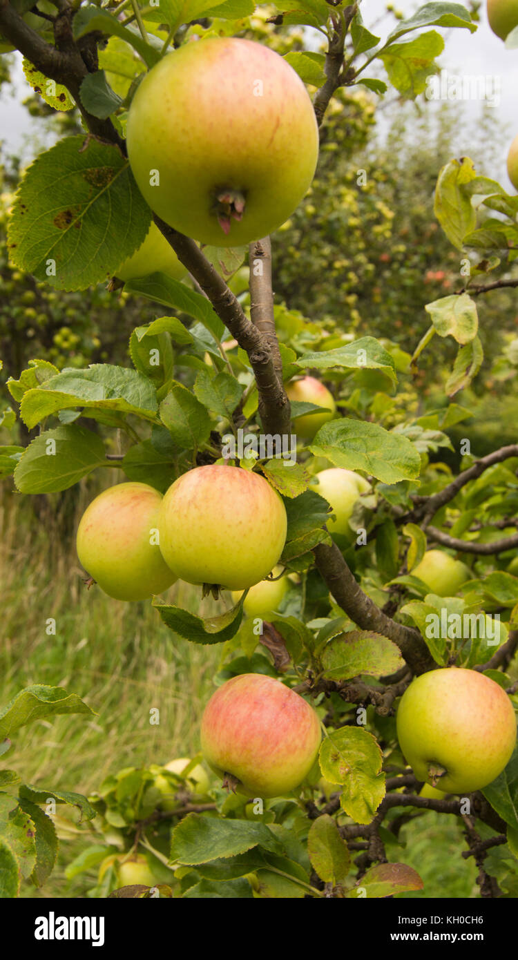 Rare variety hi-res stock photography and images - Alamy