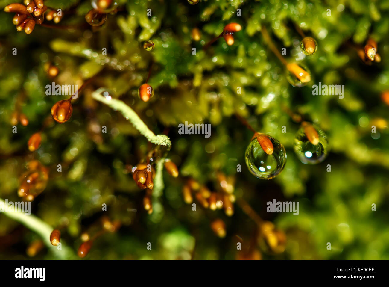 Colorful abstract natural background of wet green moss sphagnum and ...