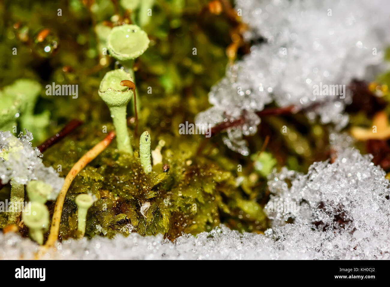 Colorful abstract natural background of lichen Cladonia, green wet moss ...