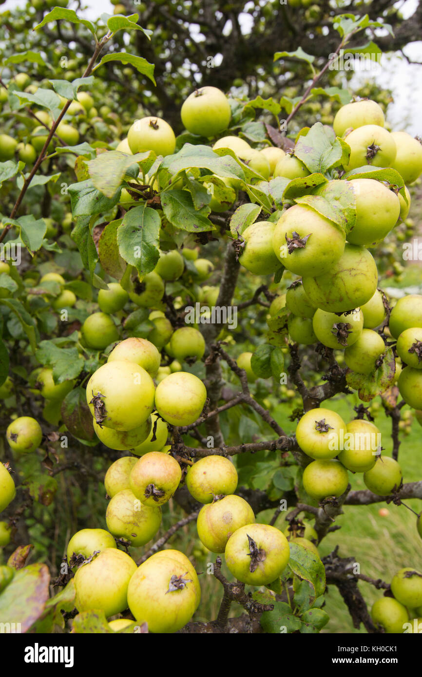 Rare variety hi-res stock photography and images - Alamy