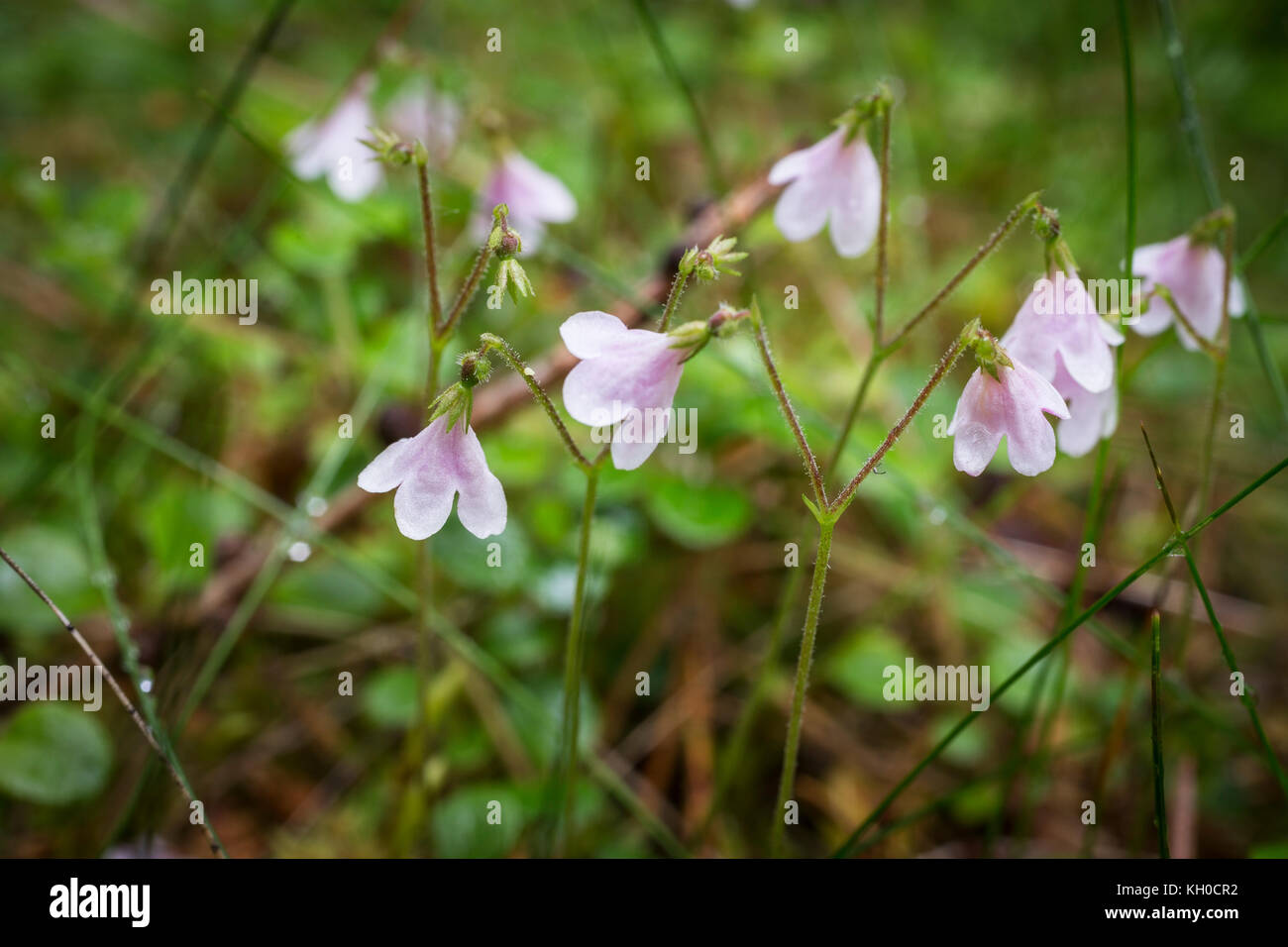 Twinflower or Linnaea borealis in Caledonian Forest in the Highlands of ...