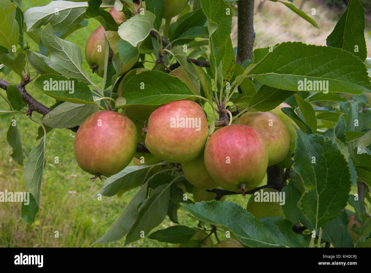 Rare variety hi-res stock photography and images - Alamy