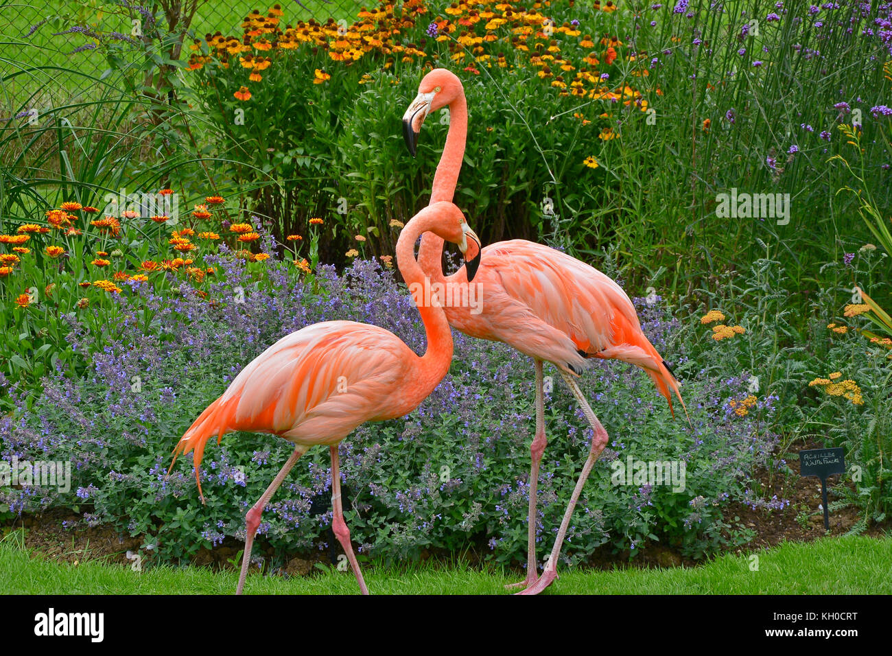 Two colourful Flamingos standing before a flower border in an Country ...