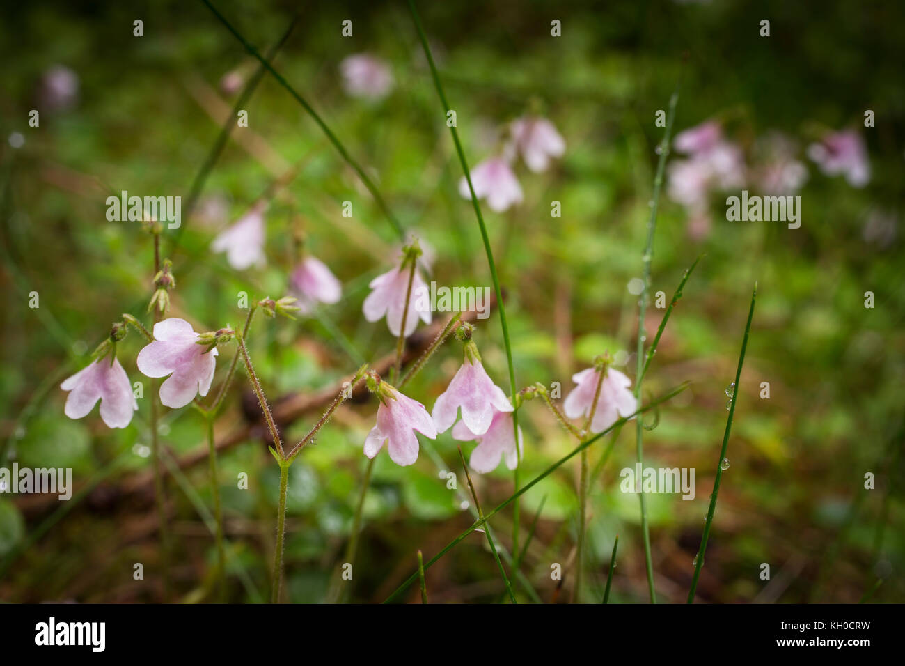 Twinflower or Linnaea borealis in Caledonian Forest in the Highlands of ...