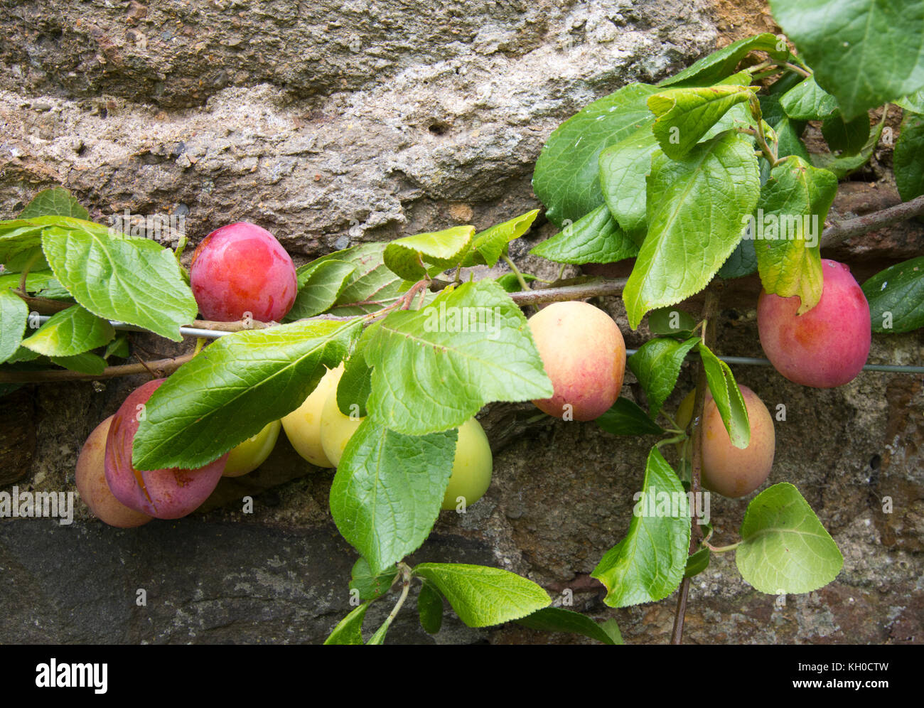 Rare variety hi-res stock photography and images - Alamy