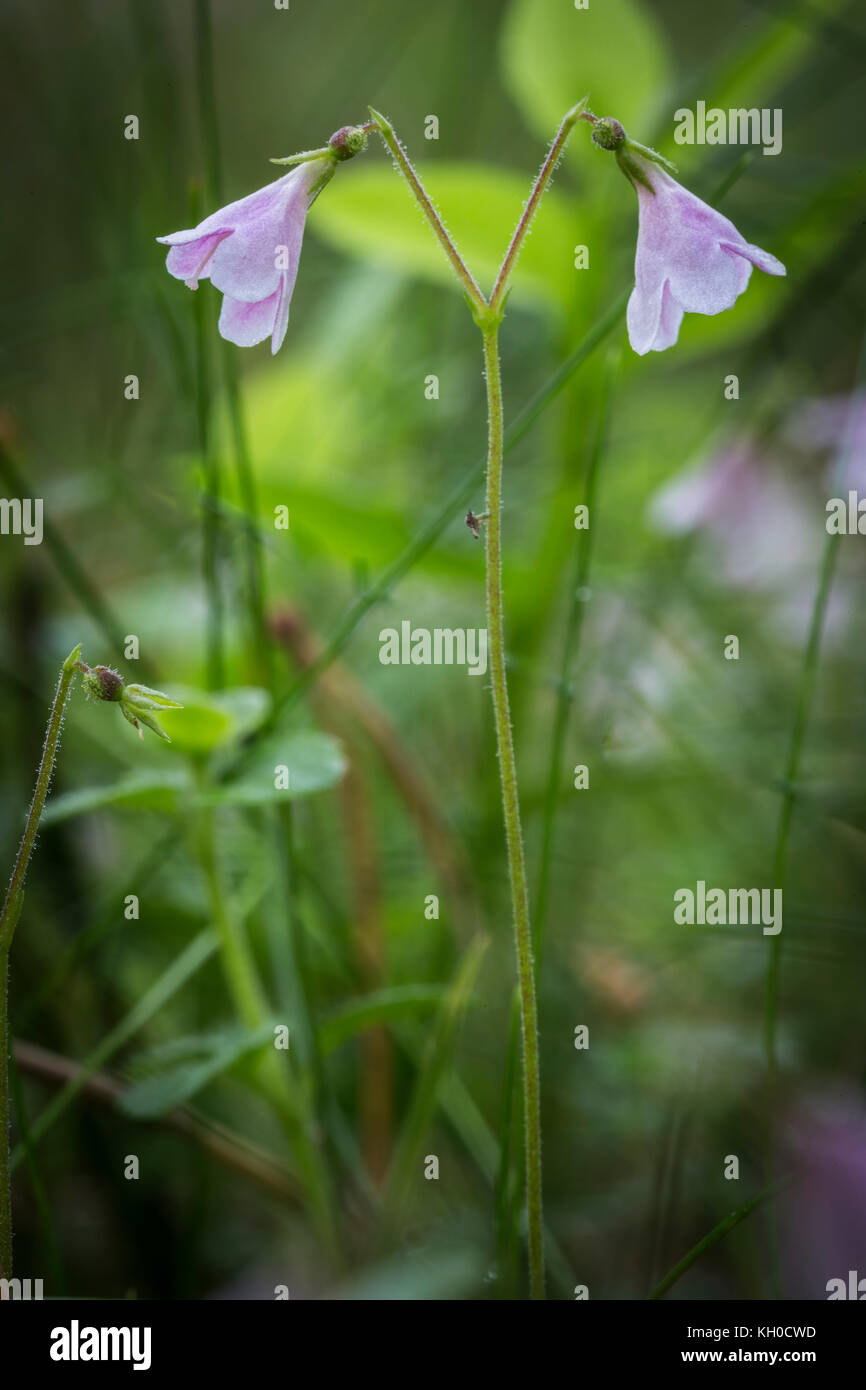 Twinflower or Linnaea borealis in Caledonian Forest in the Highlands of ...