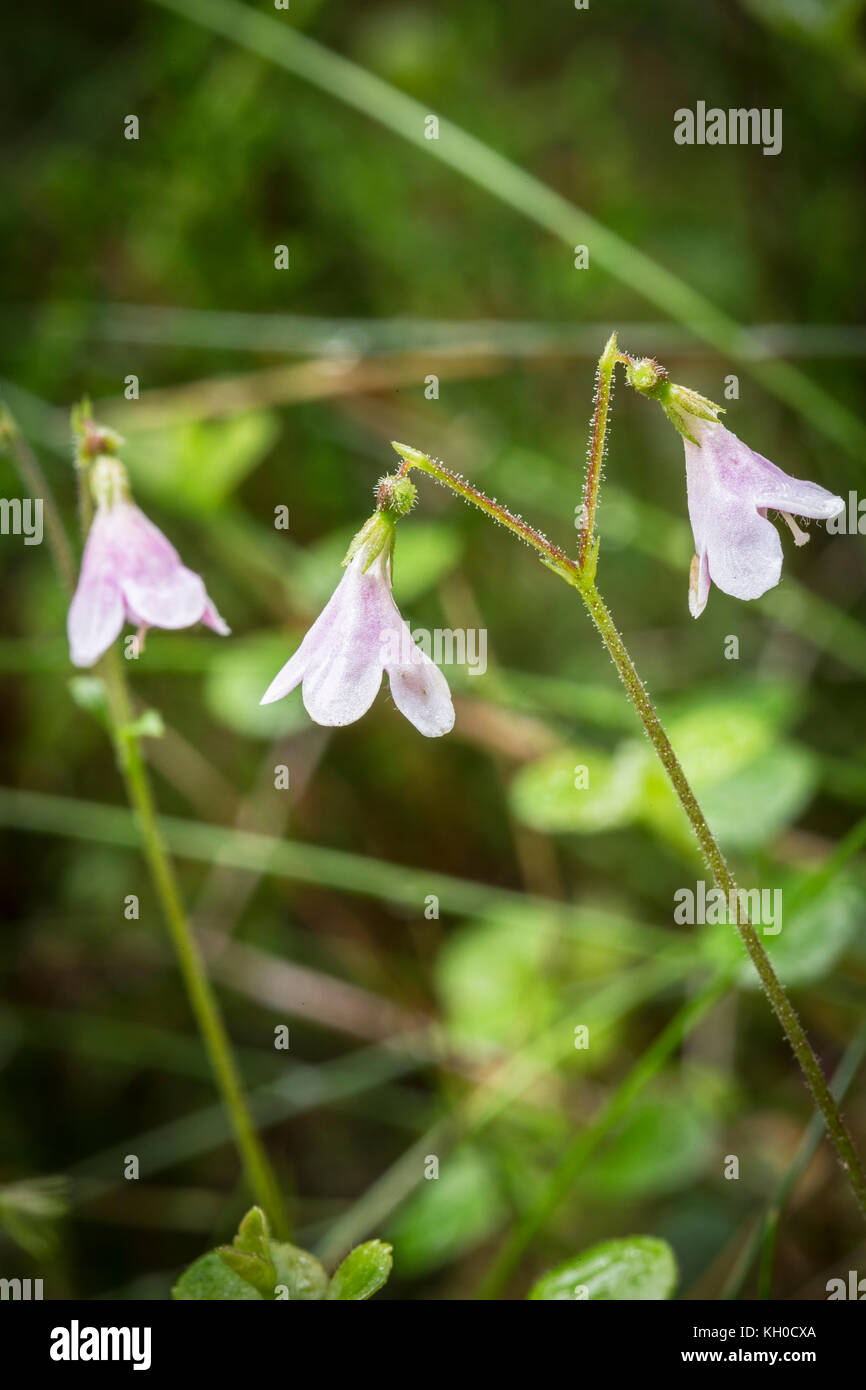 Twinflower or Linnaea borealis in Caledonian Forest in the Highlands of ...