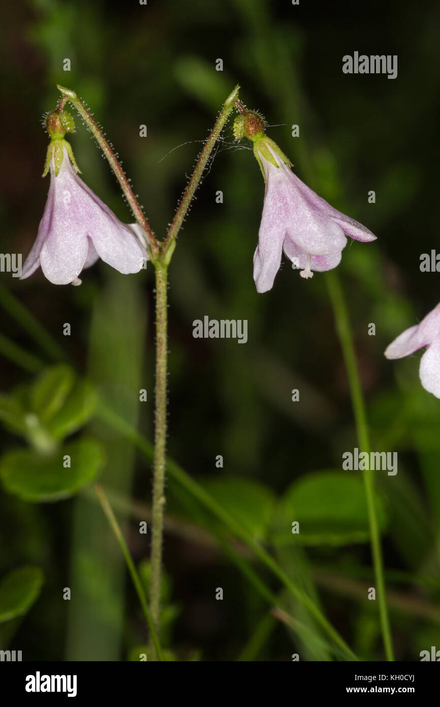 Twinflower or Linnaea borealis in Caledonian Forest in the Highlands of ...