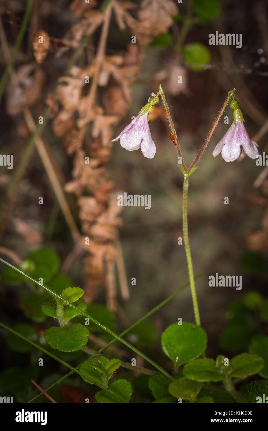 Twinflower or Linnaea borealis in Caledonian Forest in the Highlands of ...