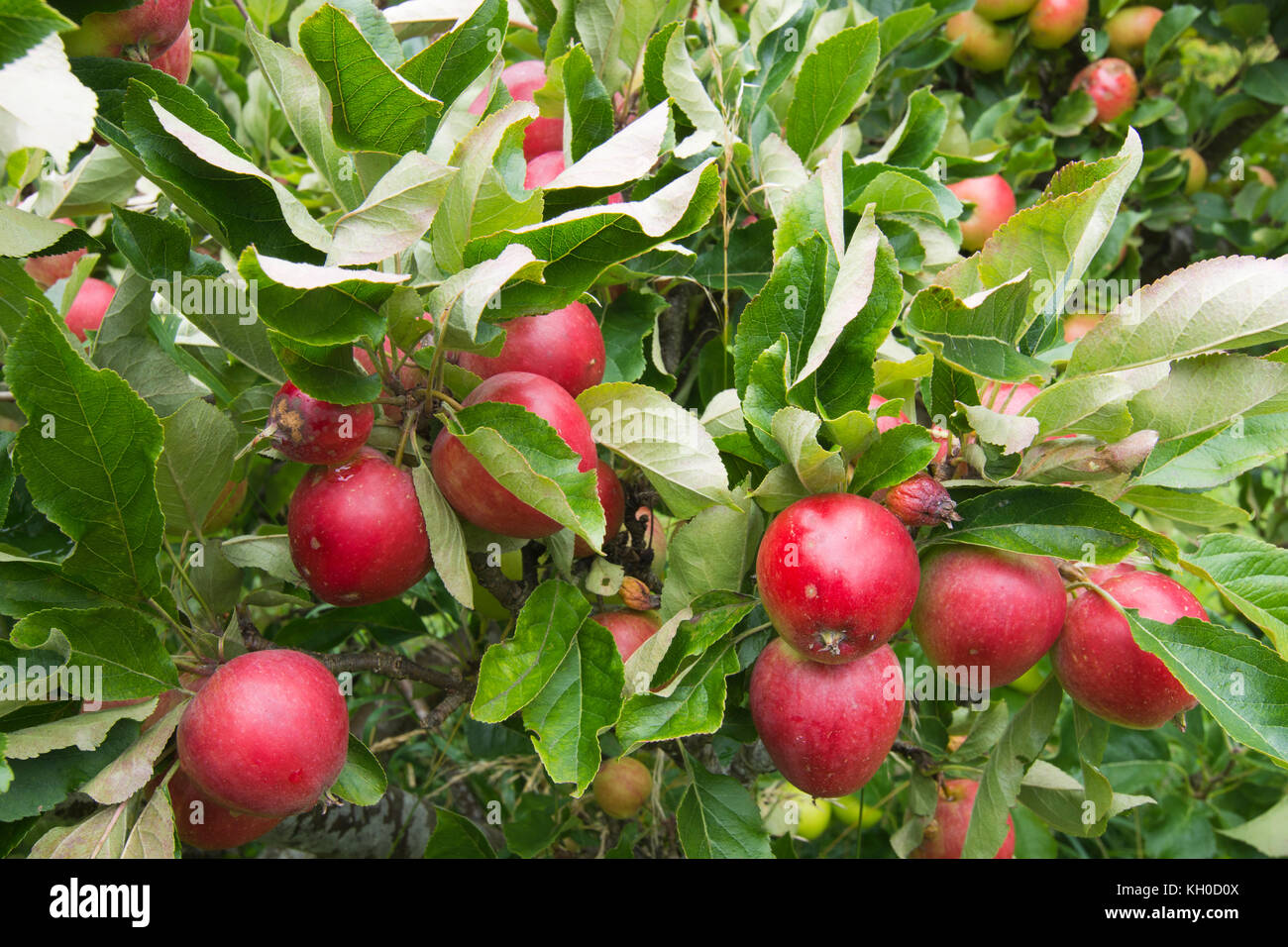 Family tree rare variety apples on tree Stock Photo - Alamy