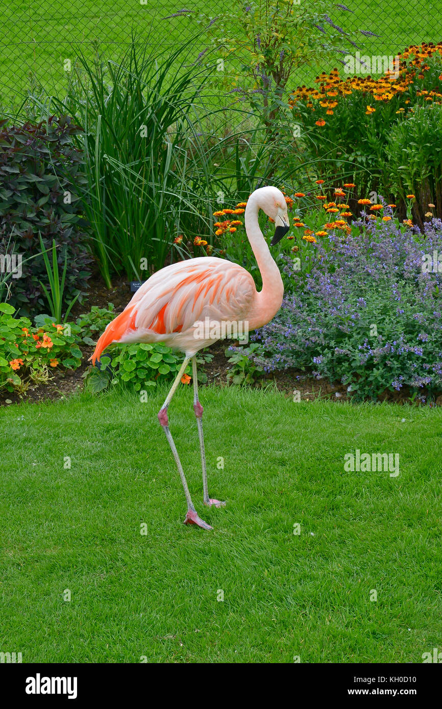 A colourful Flamingo before a flower border in an Country garden Stock ...