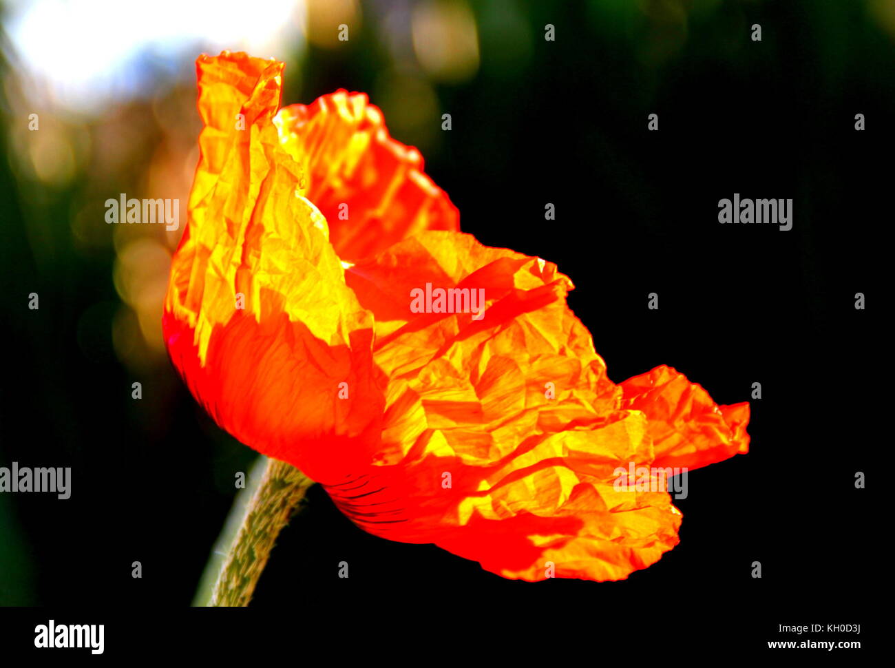 Sunlight through freshly opened poppy Stock Photo - Alamy