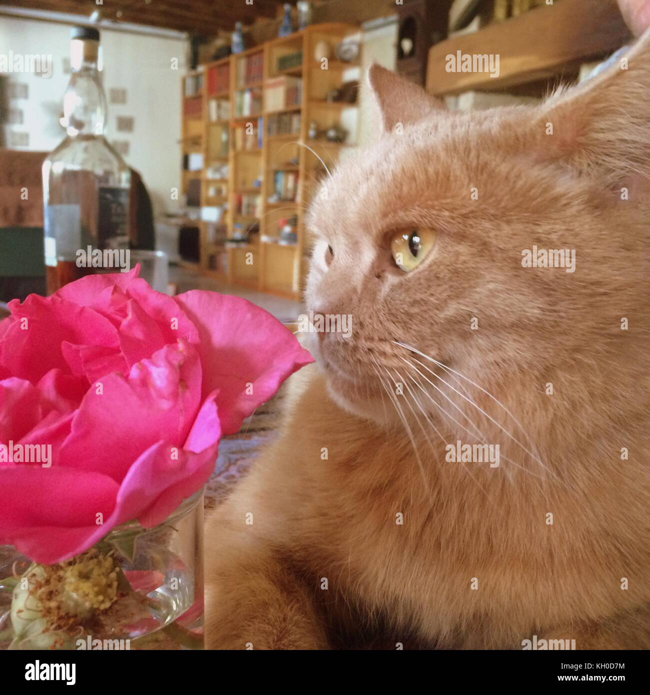 Cat & Rose Stock Photo - Alamy