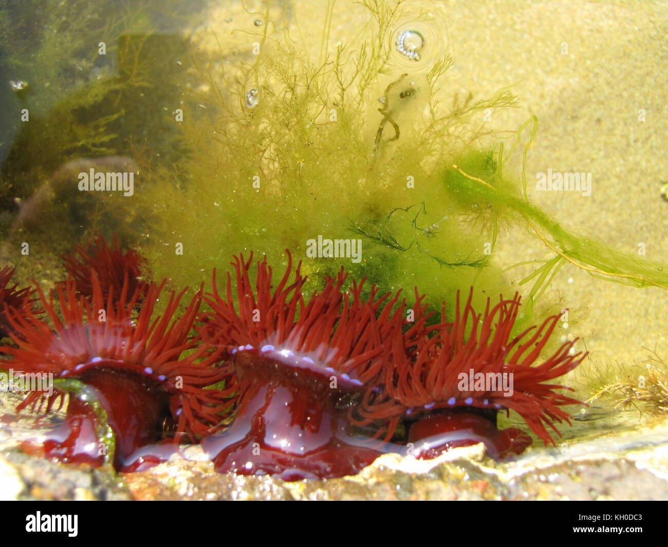 Sea anemones prey hi-res stock photography and images - Alamy