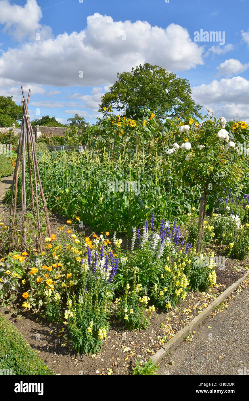 A large vegetable garden with mixed planting of vegetables and flowers ...