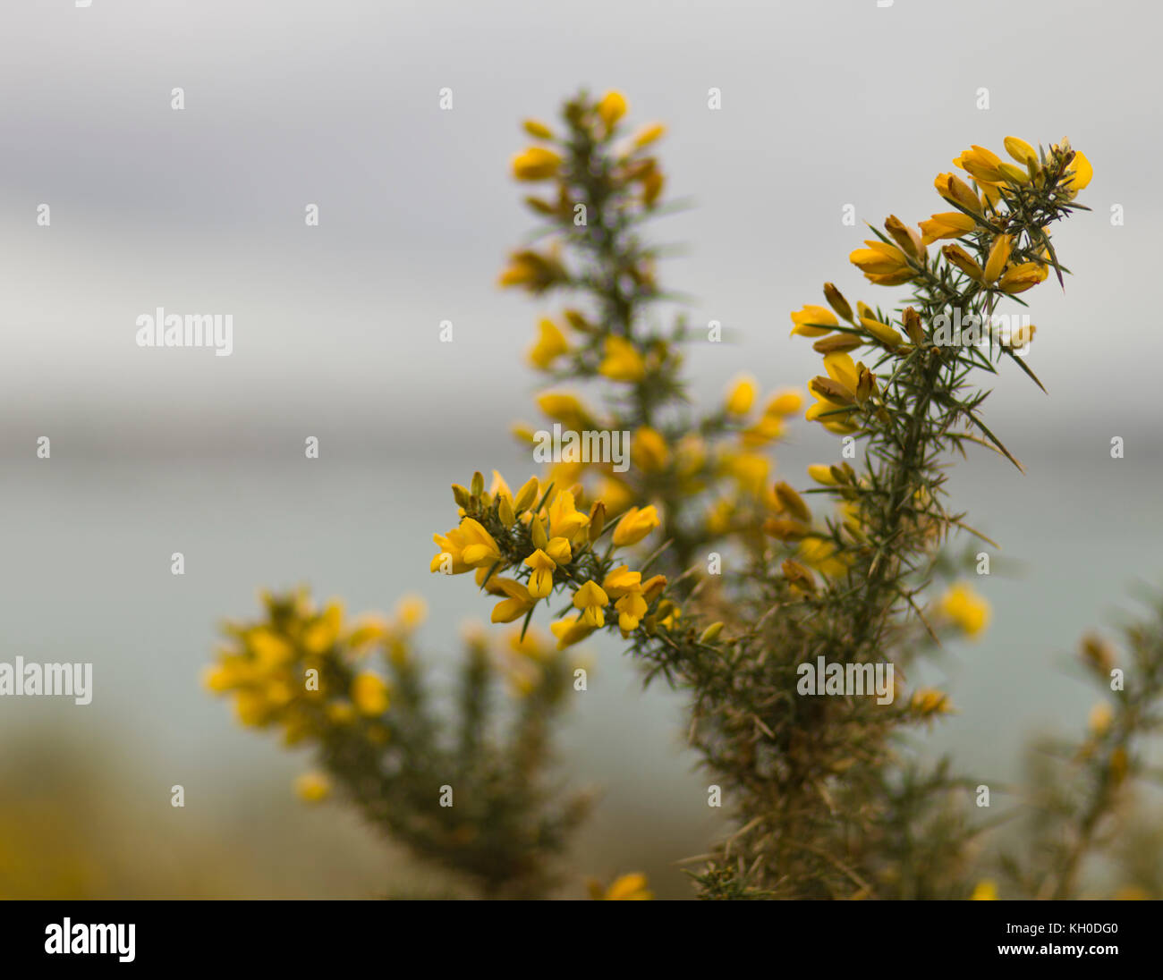 Gorse Bush High Resolution Stock Photography and Images - Alamy