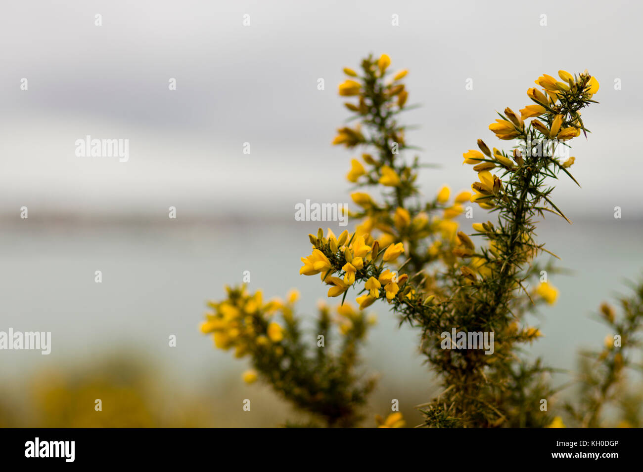 Bush of gorse hi-res stock photography and images - Alamy