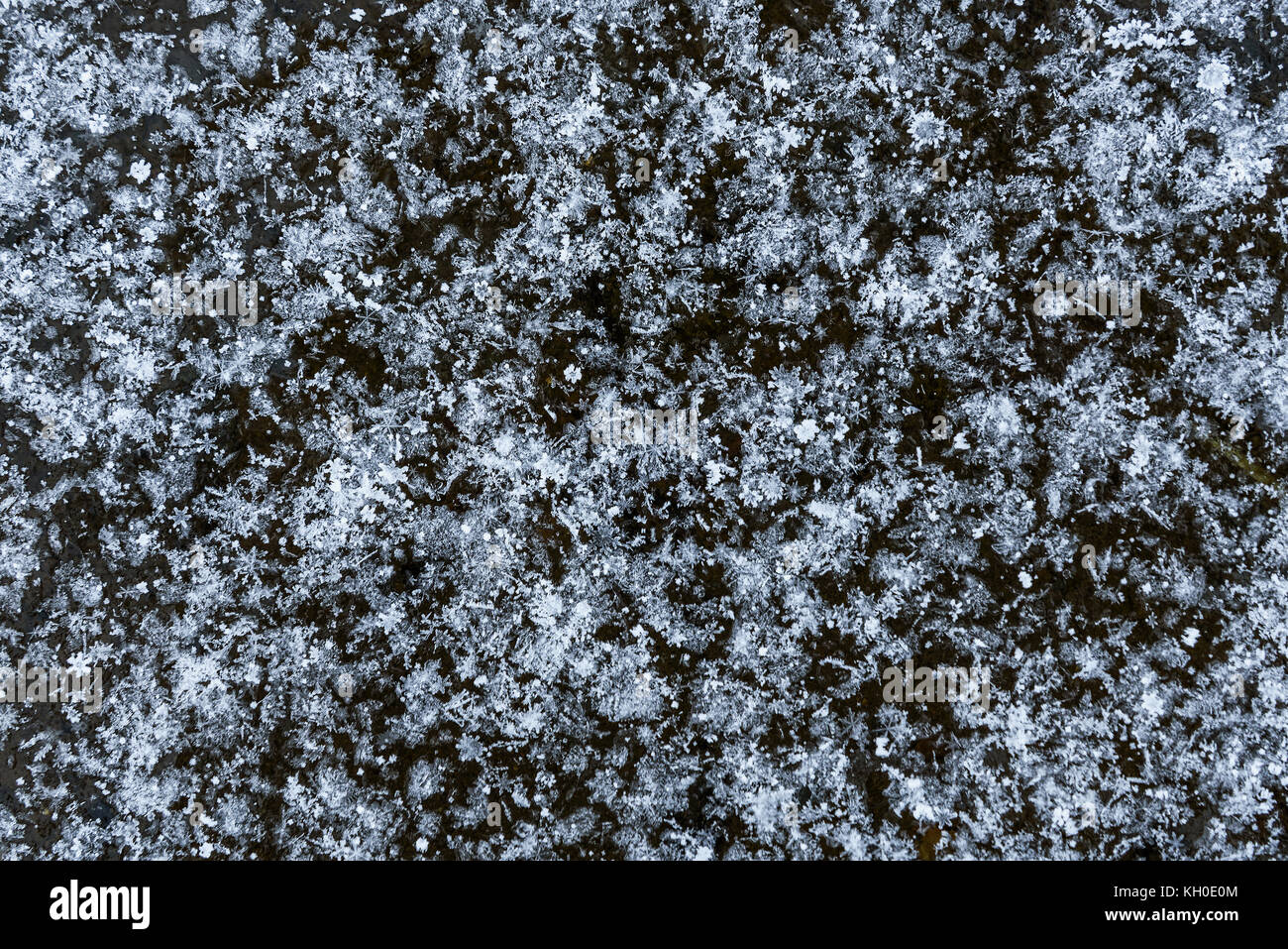 Beautiful winter pattern of ice crystals snowflakes closeup on a black ...