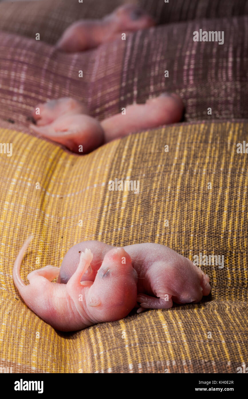 newborn of rats they have red skin no fur. eyes still close Stock Photo ...