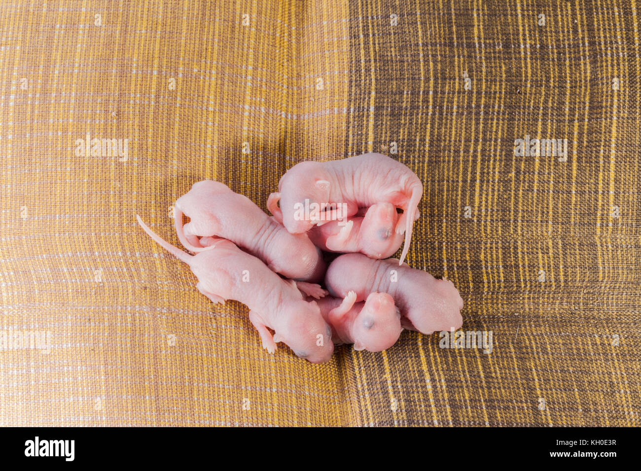 newborn of rats they have red skin no fur. eyes still close Stock Photo ...