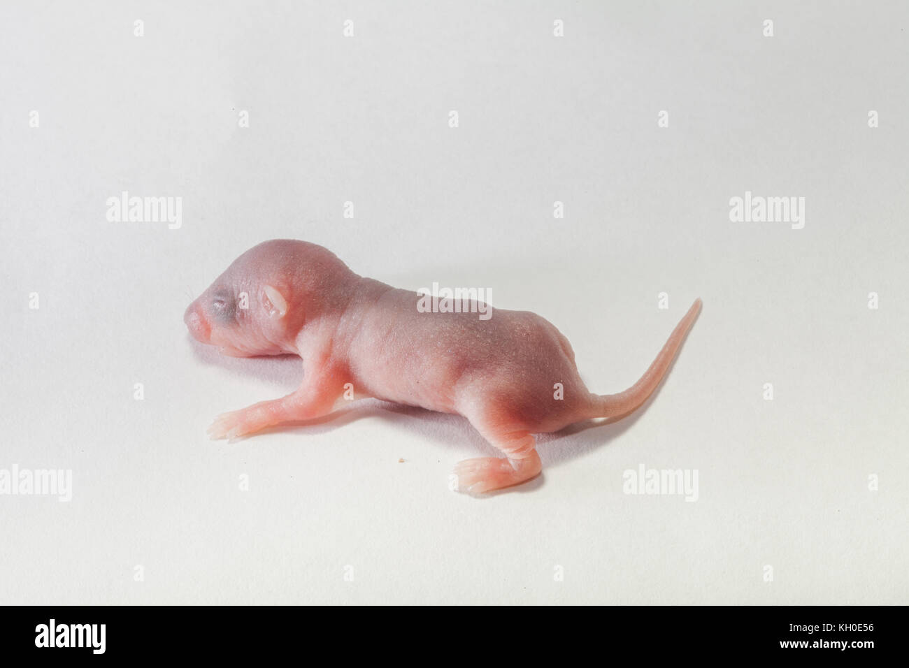 newborn of rats they have red skin no fur. eyes still close Stock Photo ...