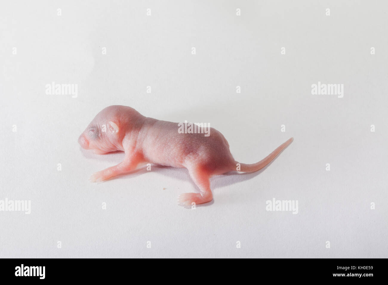 newborn of rats they have red skin no fur. eyes still close Stock Photo ...