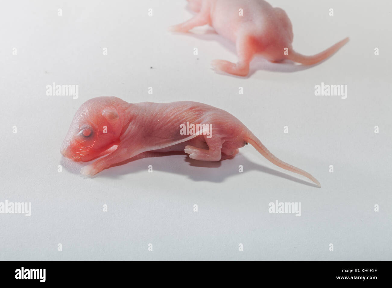 newborn of rats they have red skin no fur. eyes still close Stock Photo ...