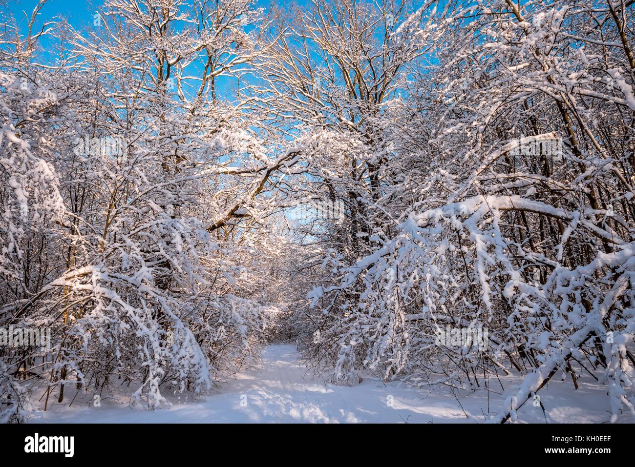 Sunlight snow hi-res stock photography and images - Alamy