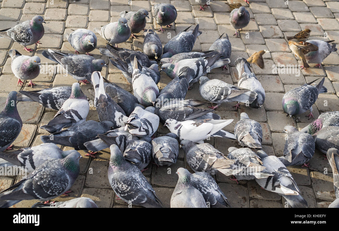a lot of pigeons in park winter sibiria Stock Photo - Alamy