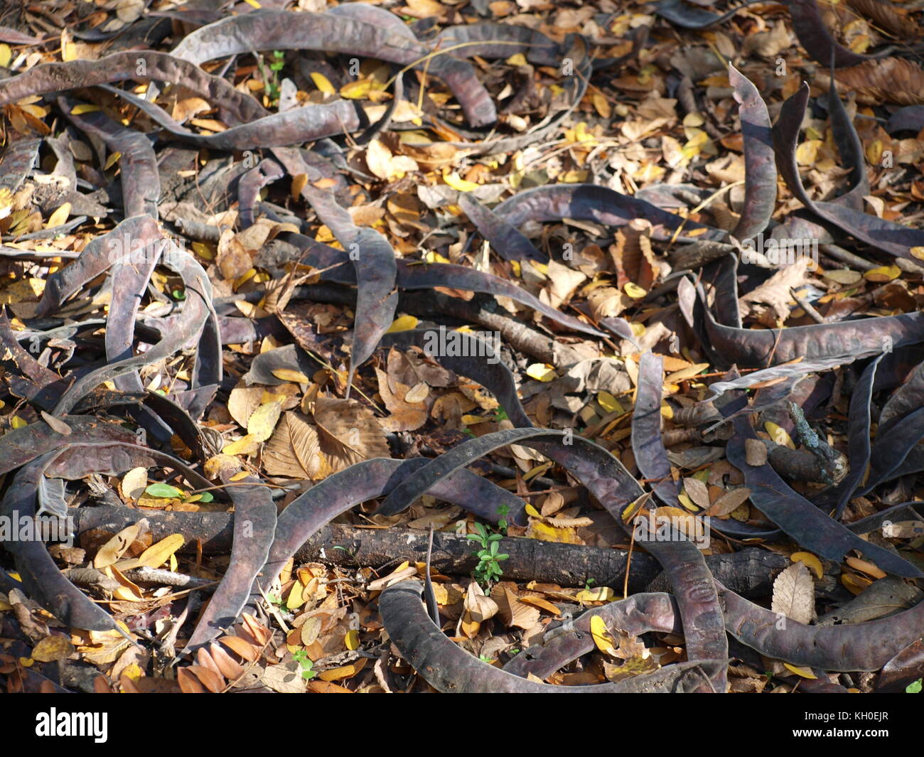 Sam Houston Trail Park Delights Stock Photo - Alamy