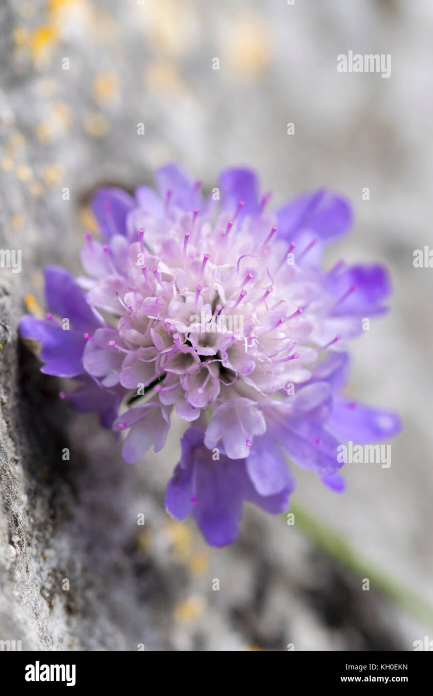 Flower head of the Small Scabious Scabiosa columbaria Stock Photo - Alamy