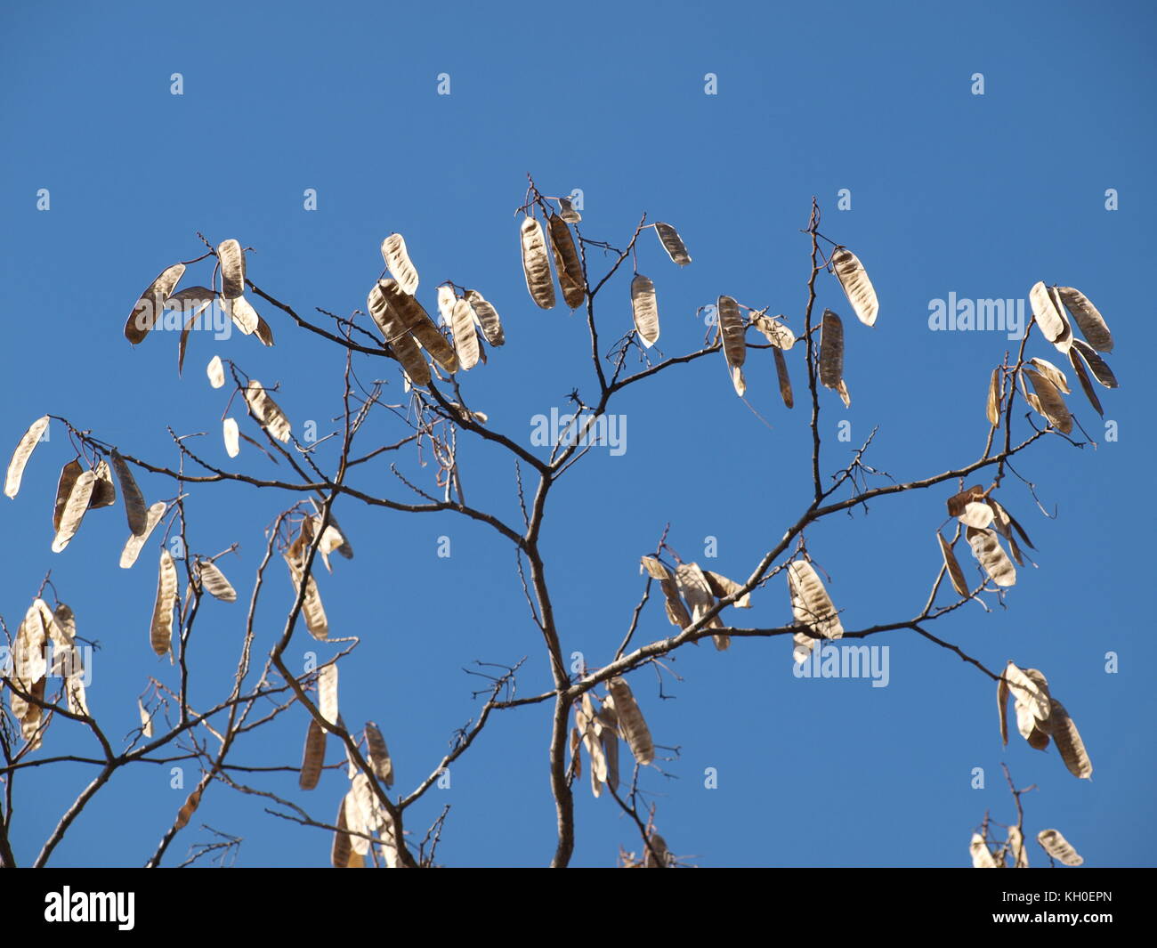 Sam Houston Trail Park Delights Stock Photo - Alamy