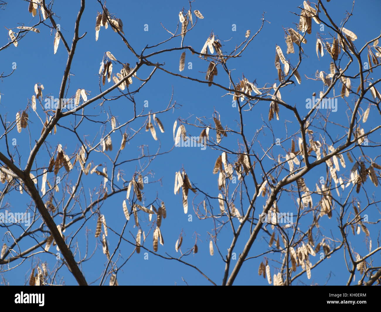 Sam Houston Trail Park Delights Stock Photo - Alamy